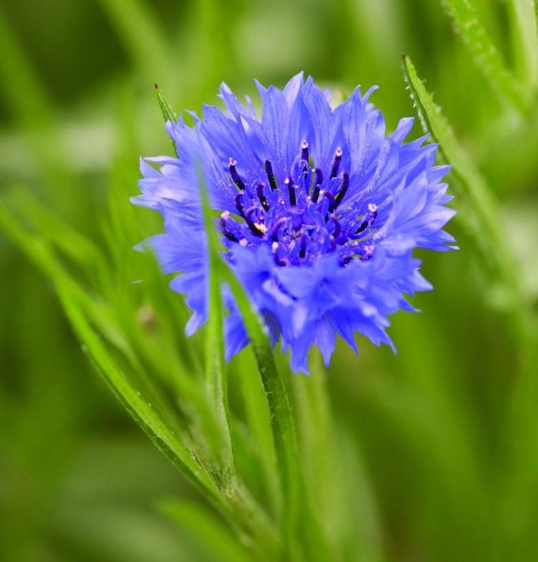 Blåklint - Crop Science Sverige