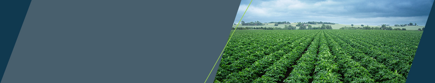 Infinito - Crop Science Sverige