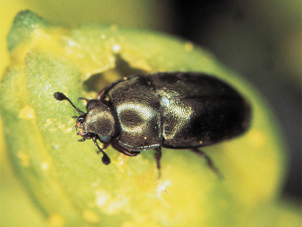 Skadegörare - Crop Science Sverige