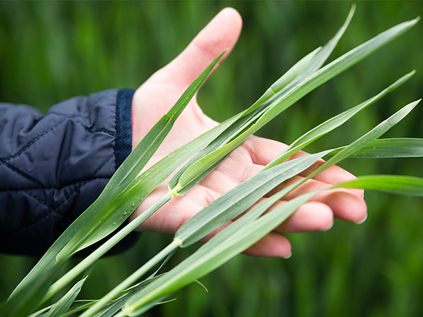 Verktyg - Crop Science Sverige